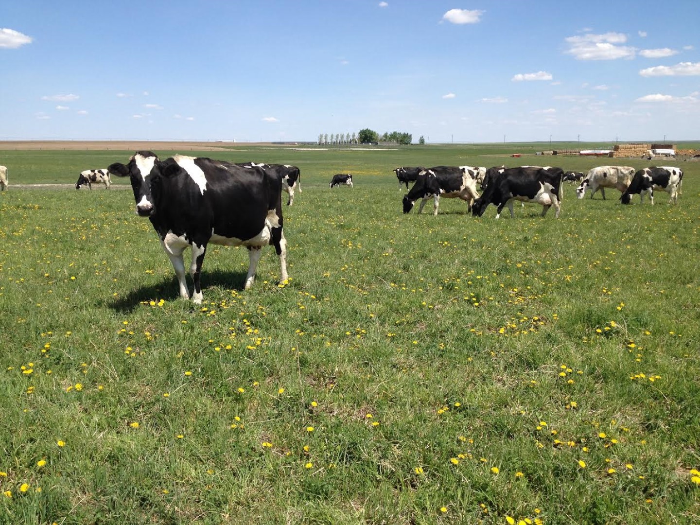Vital Green Farms – A family operated, local, organic dairy farm